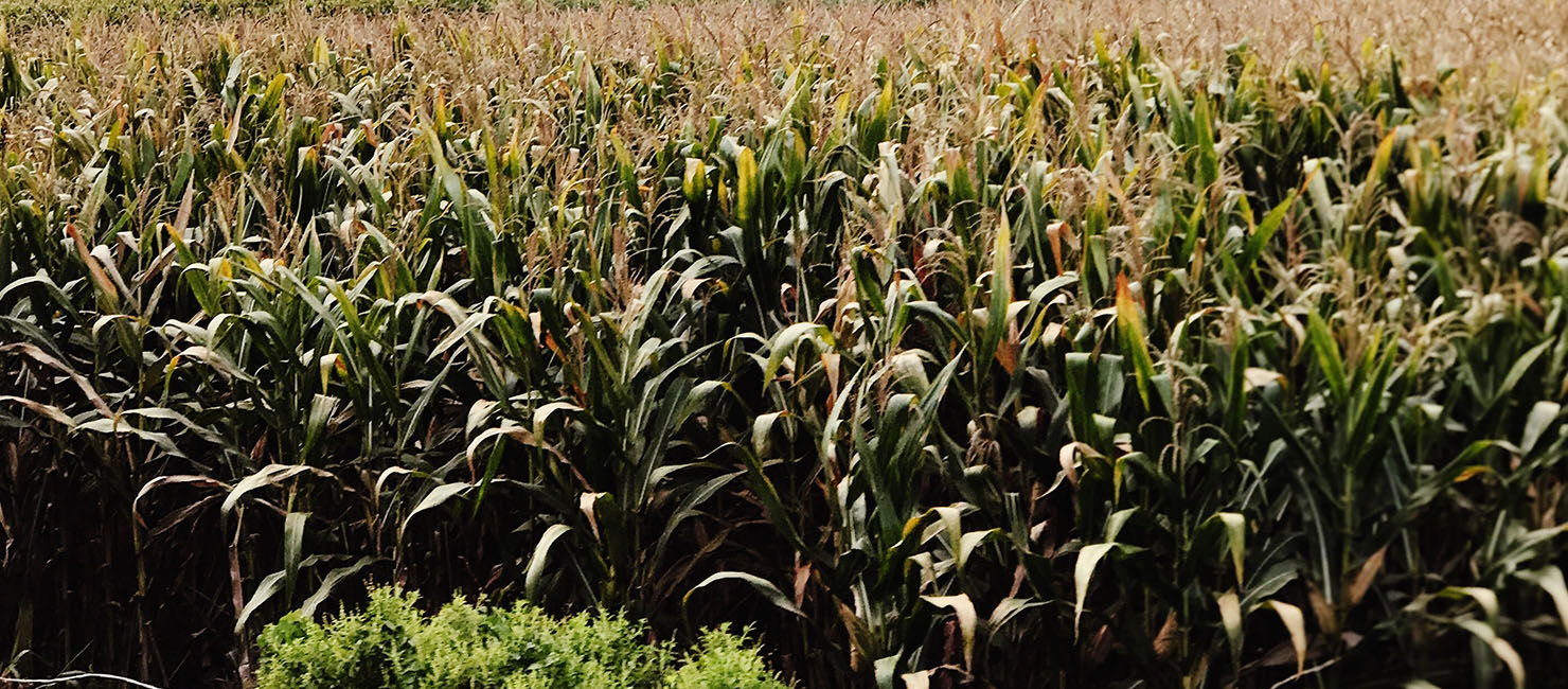 Biobased/sugarcane EVA