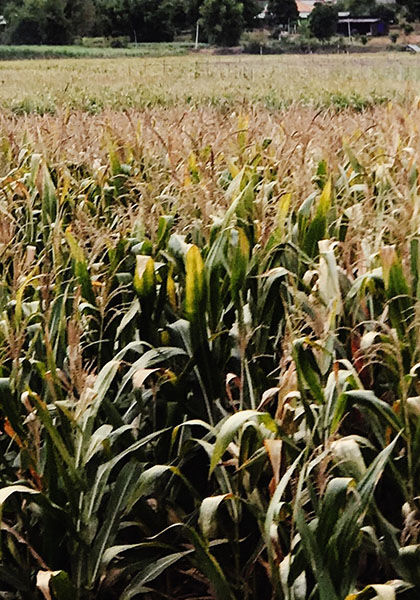 Biobased/sugarcane EVA